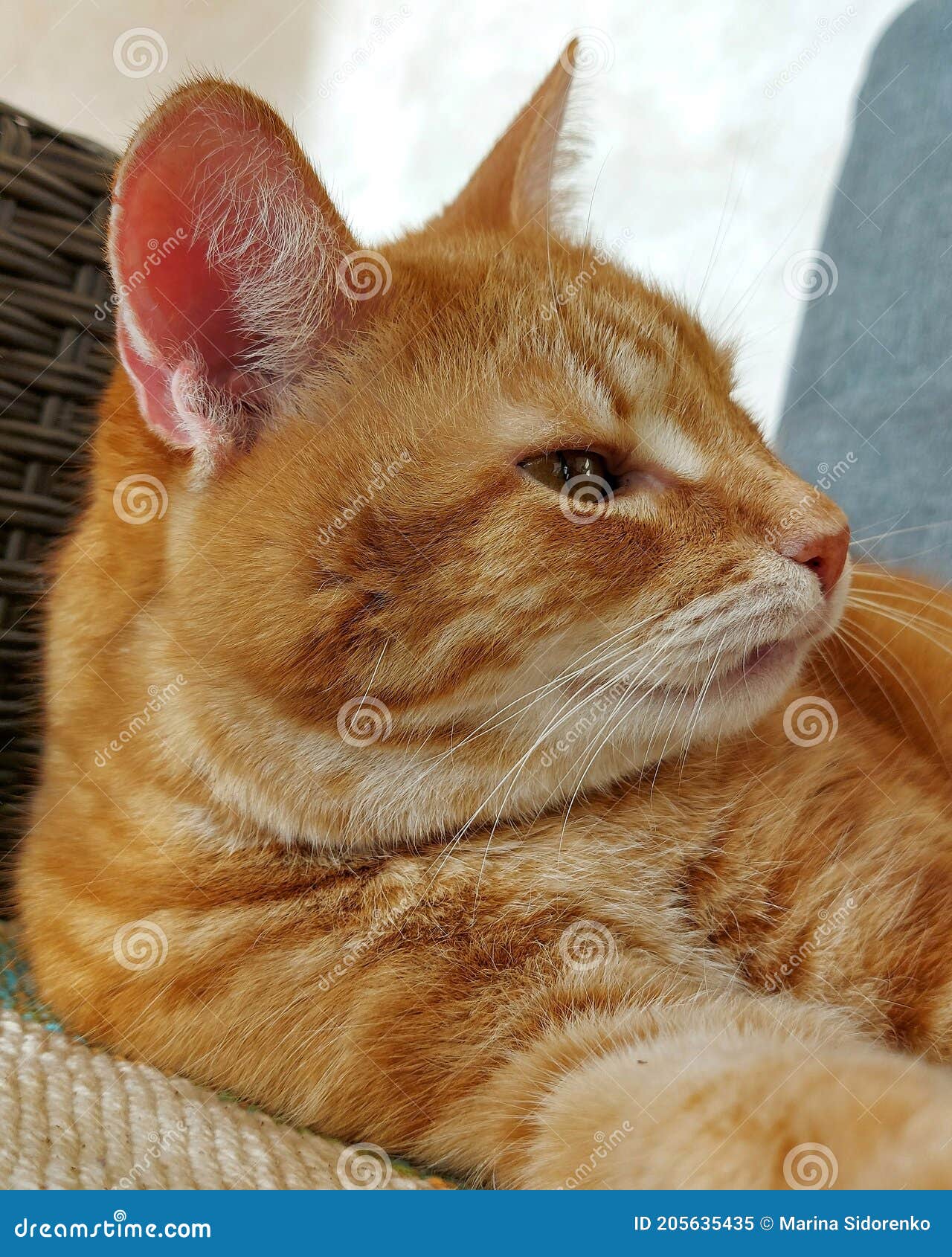 Muzzle of a Ginger Dozing Cat Stock Image - Image of charming ...