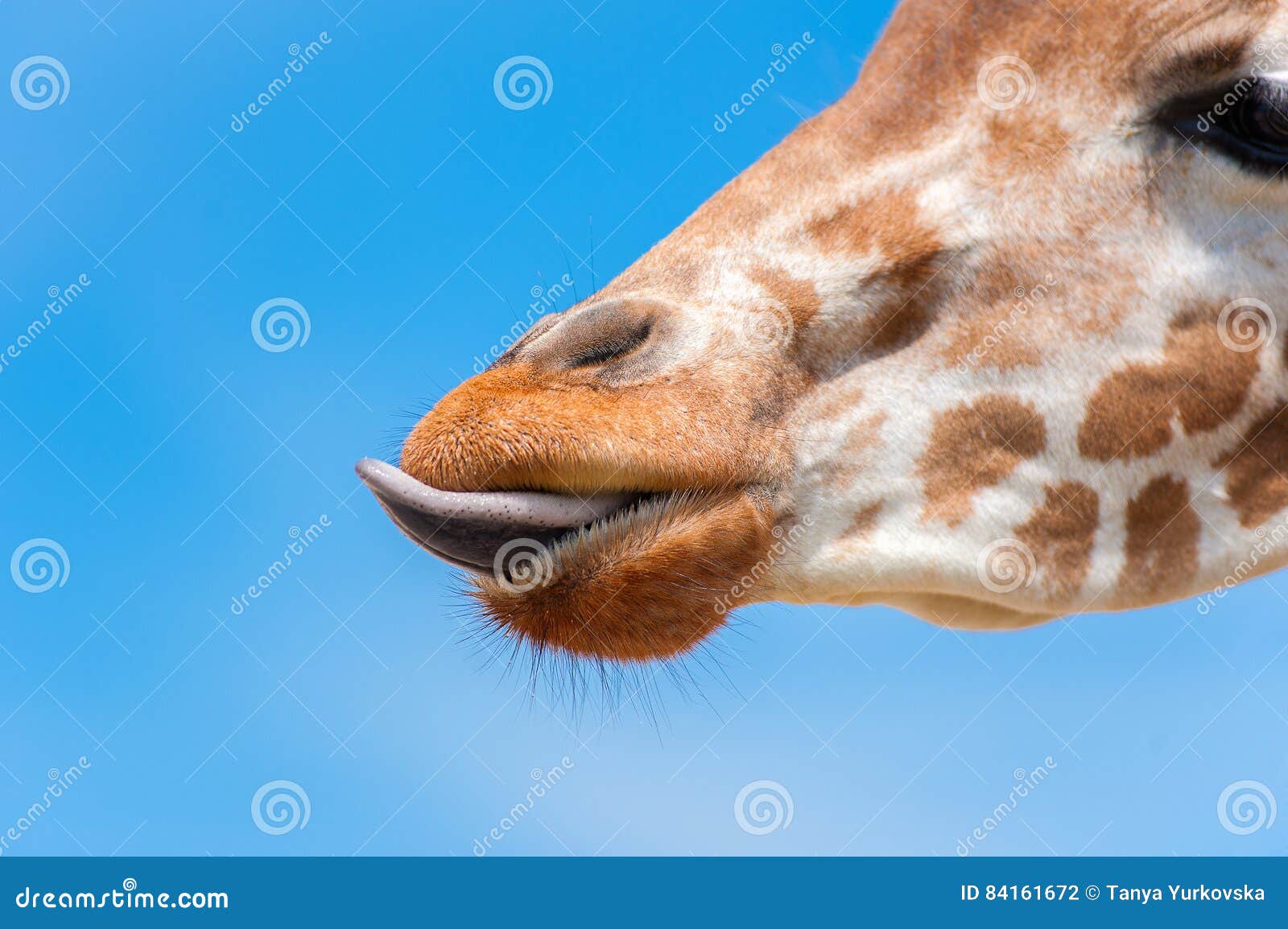 Muzzle of a giraffe stock photo. Image of tongue, safari - 84161672