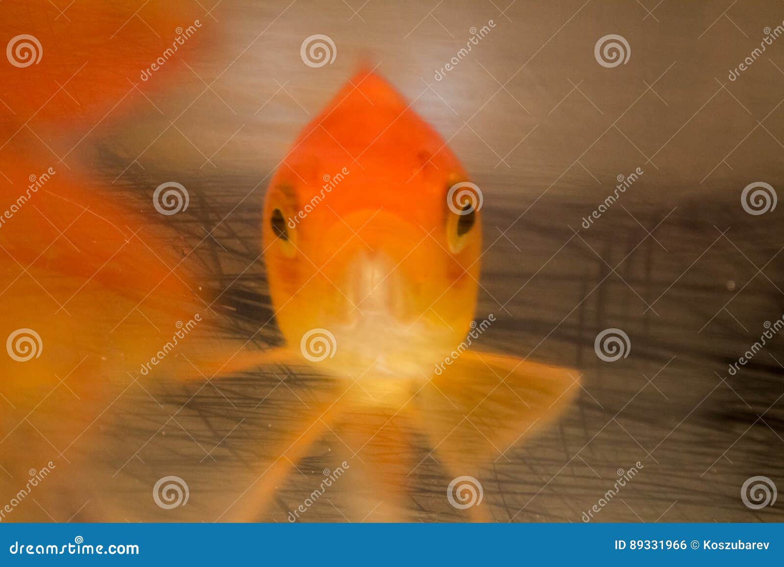 Muzzle of a goldfish. stock photo. Image of bowl, freedom - 89331966