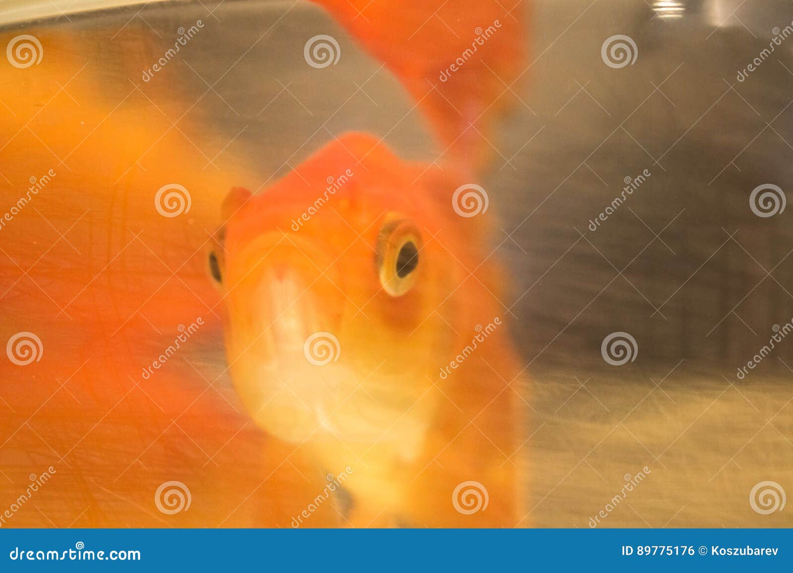 Muzzle Of A Goldfish. Stock Photo | CartoonDealer.com #89331966