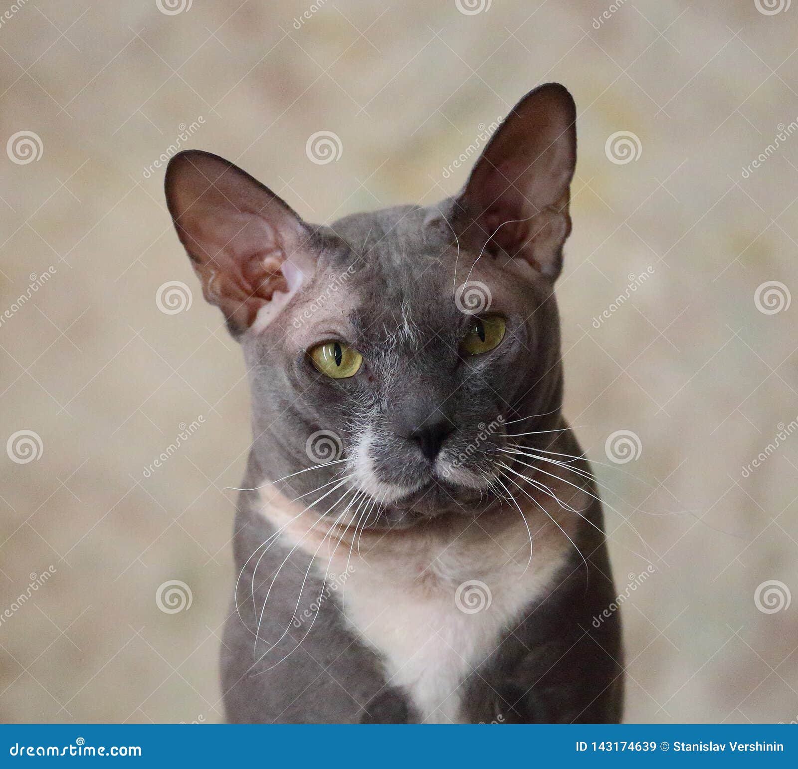 Muzzle Gray Cat Breed Peterbald Stock Image - Image of animal, grey ...