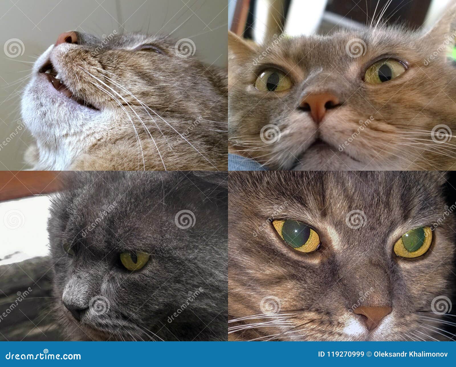 Muzzle of a gray cat stock image. Image of grin, closeup - 119270999