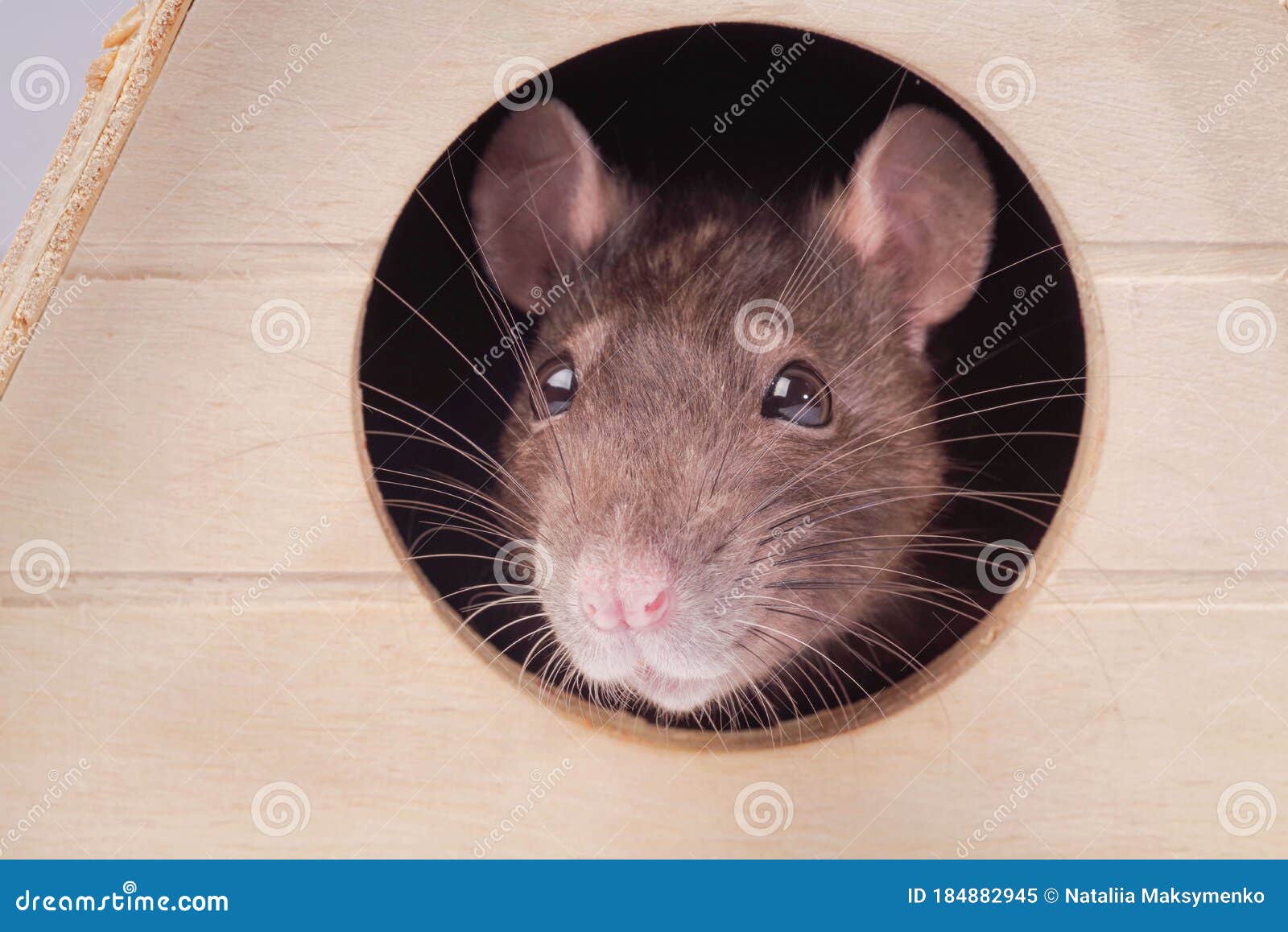 Muzzle of a Gray Rat. Rat in the House.the Mouse Looks in a Round Hole ...