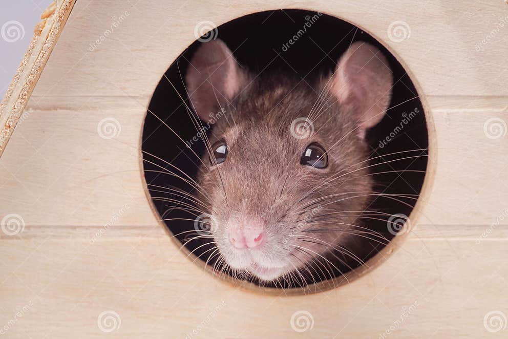 Muzzle of a Gray Rat. Rat in the House.the Mouse Looks in a Round Hole ...