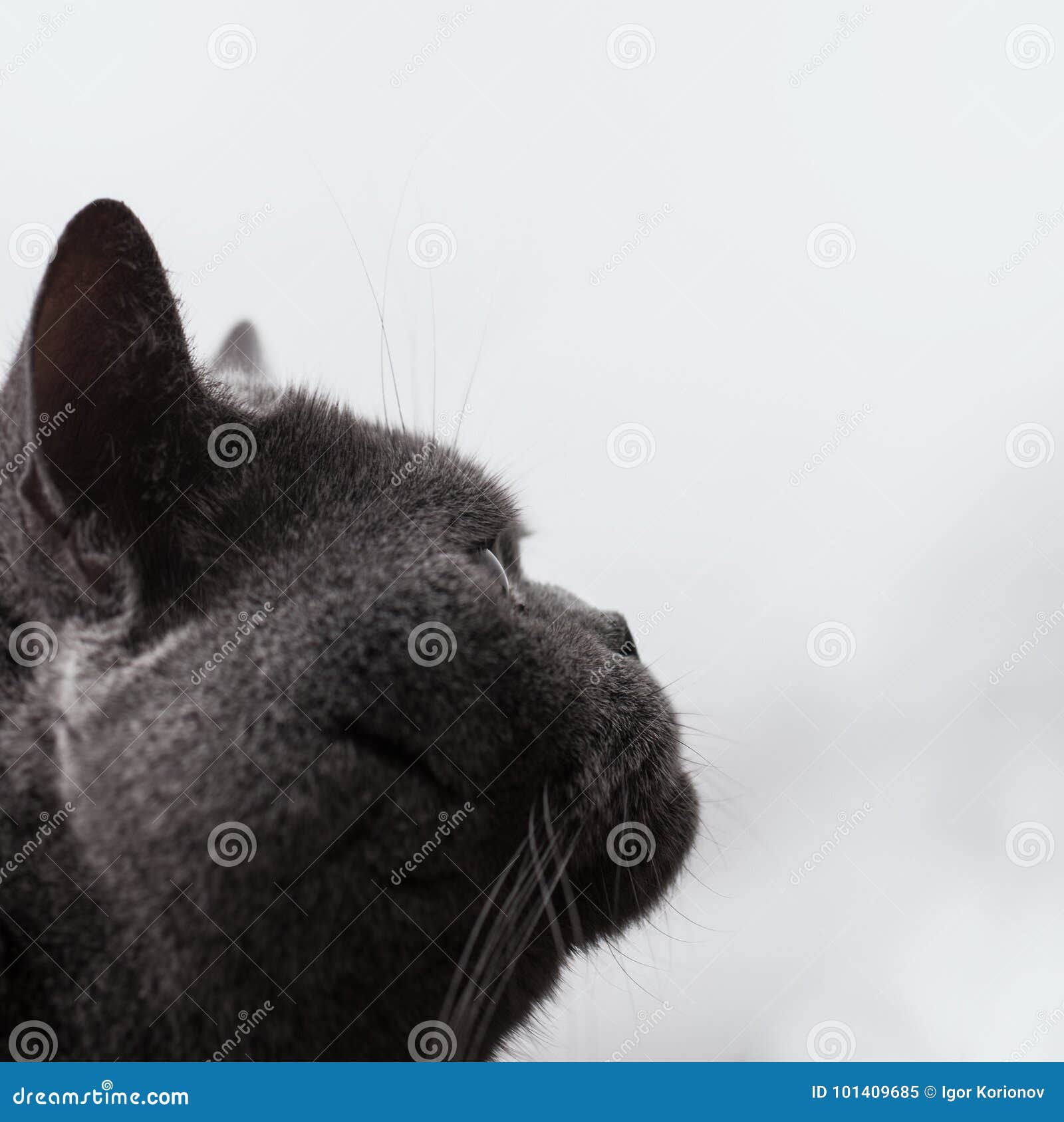 Muzzle of a Gray Short-haired British Cat Stock Image - Image of ...