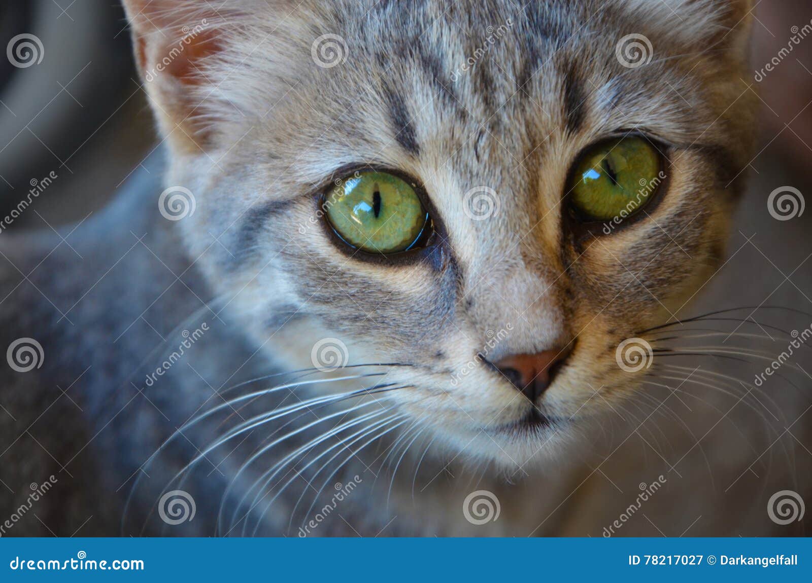 Muzzle of a Gray Tabby Cat with Vibrant Green Eyes Stock Image - Image ...