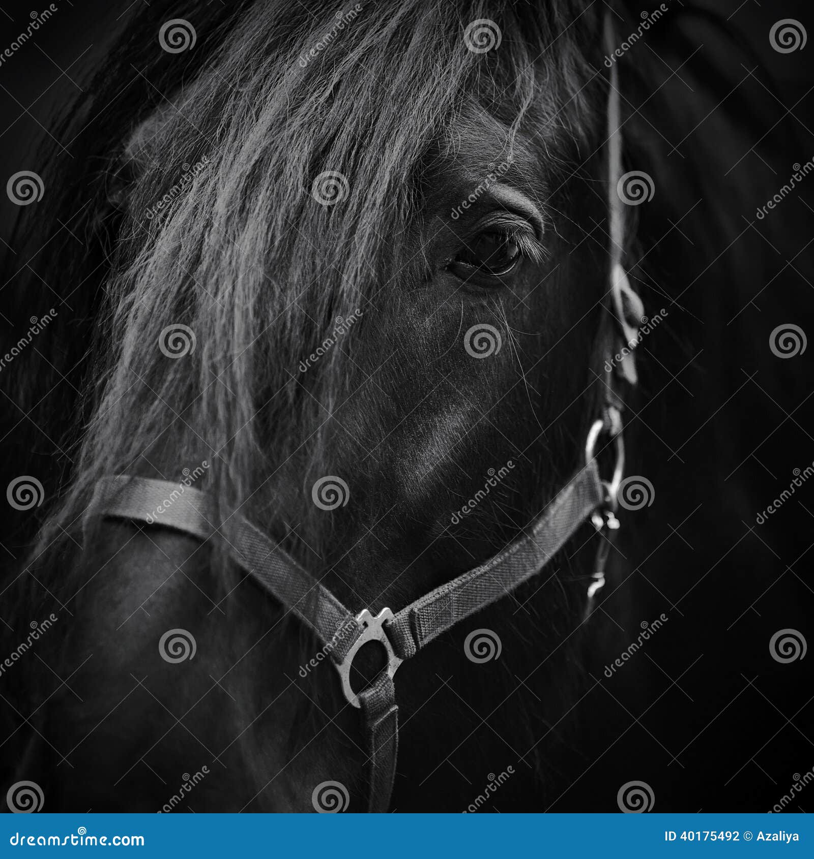 Muzzle of a horse. stock photo. Image of farm, livestock - 40175492