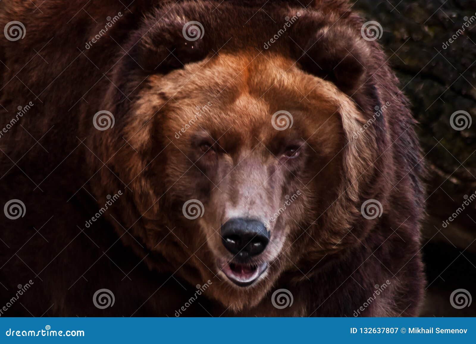 Muzzle of a Huge Brown Russian Bear Close-up, Fat Muzzle Occupies the ...