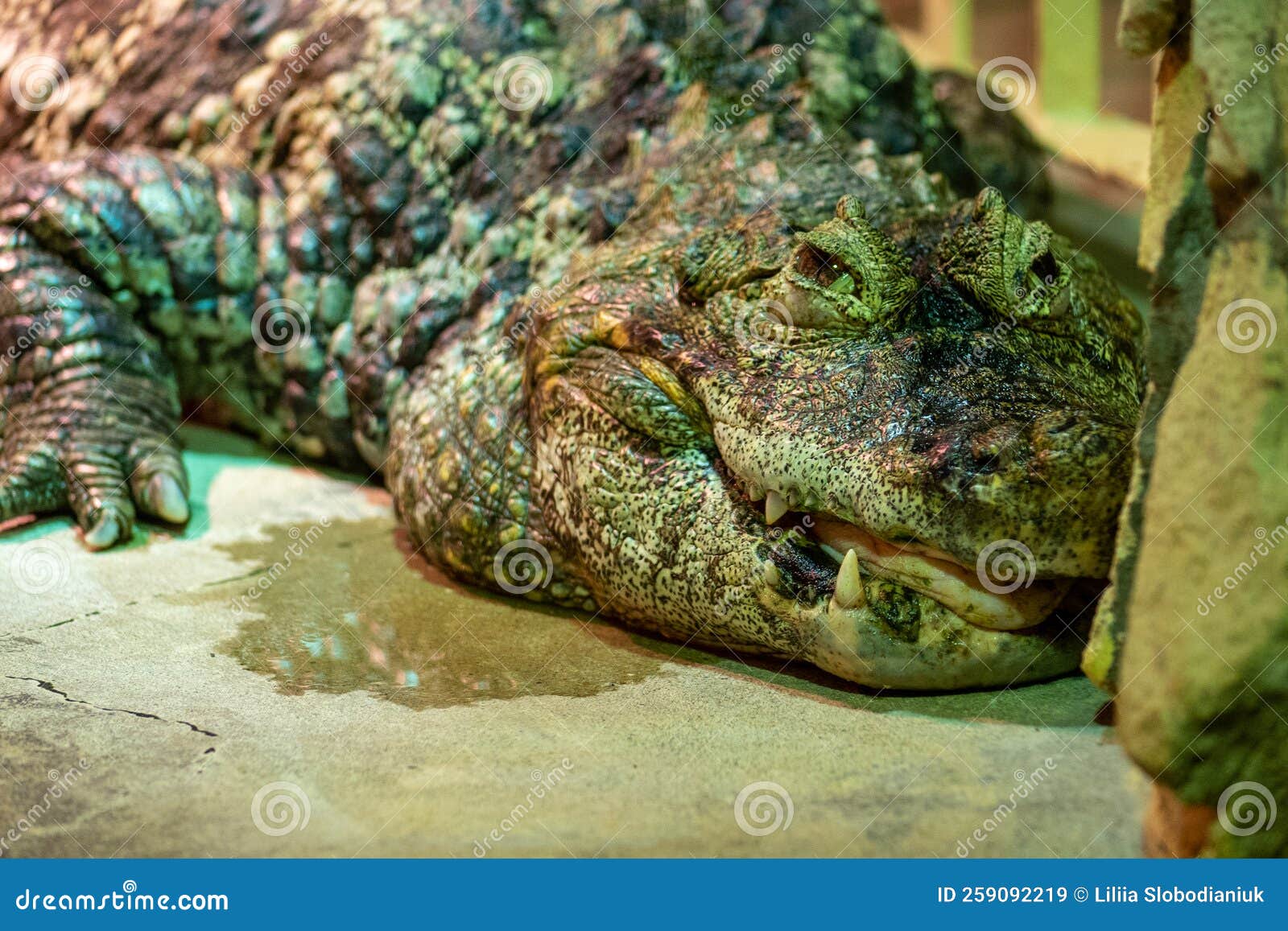 Muzzle of a Large Crocodile Stock Image - Image of snake, toad: 259092219