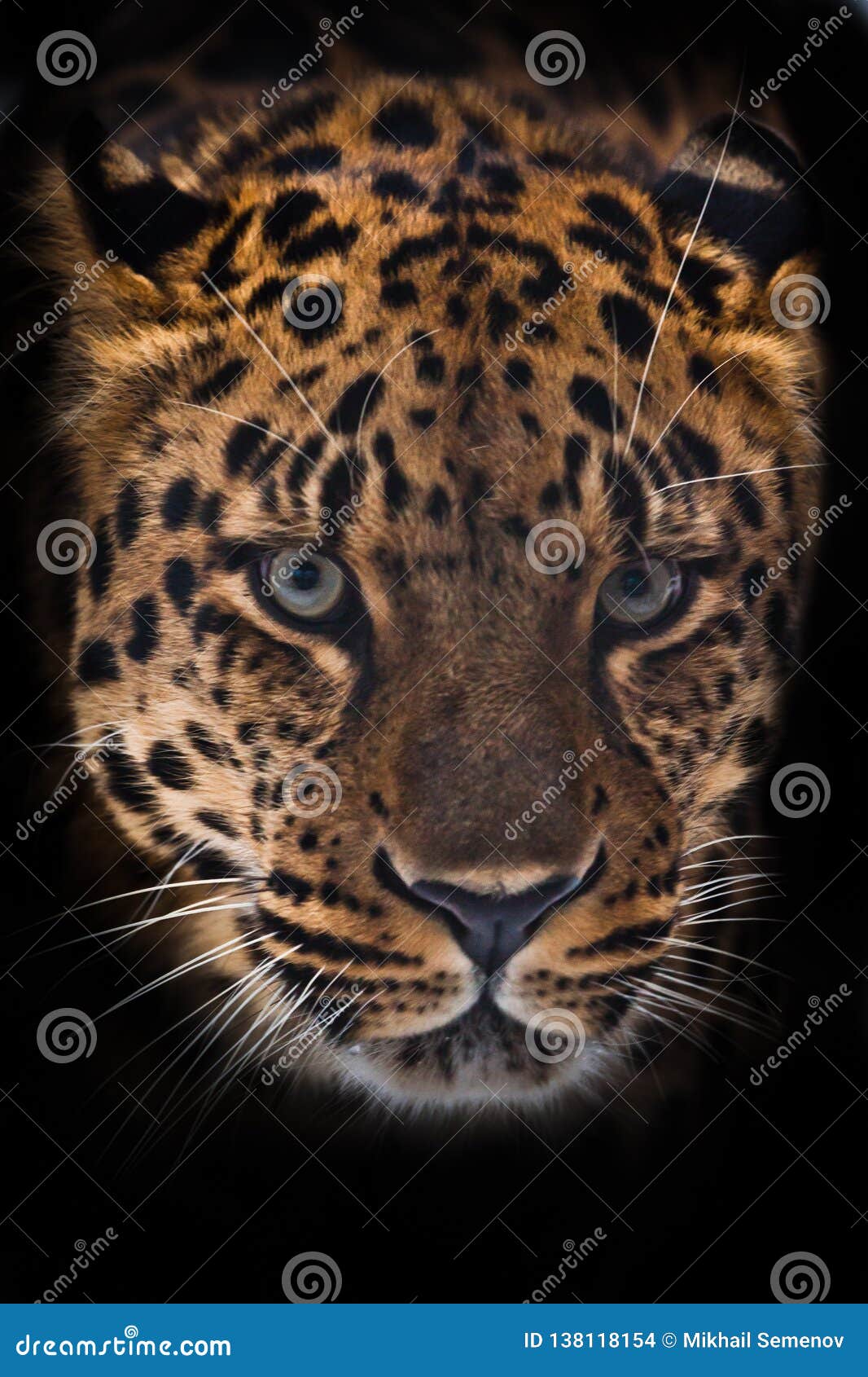 Muzzle of a Leopard Amur Leopard Close-up, on a Black Background. Looks ...