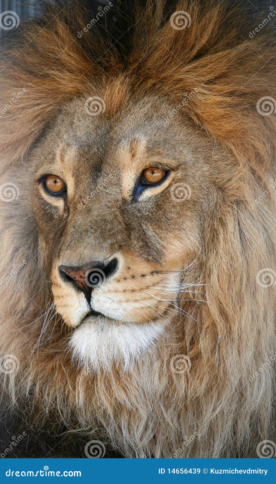 Muzzle of a lion stock image. Image of nose, nature, captivity - 14656439