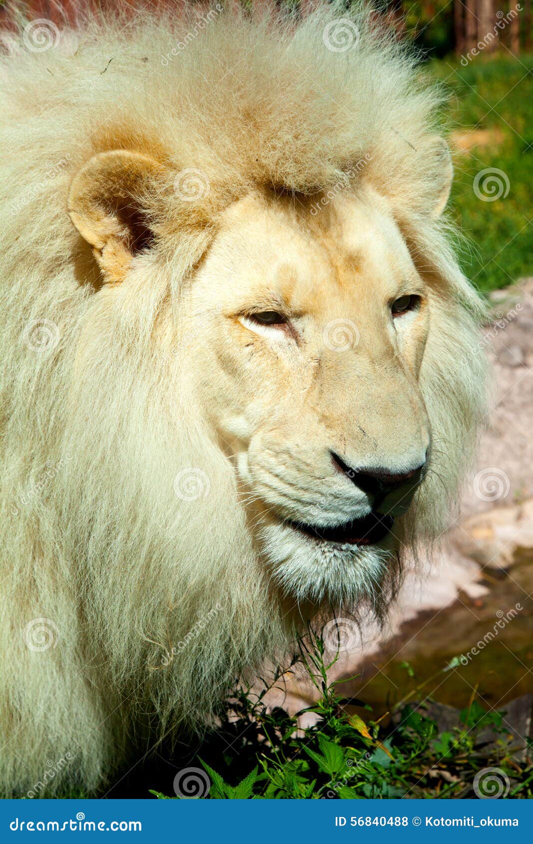 Muzzle of a lion stock photo. Image of closeup, king - 56840488