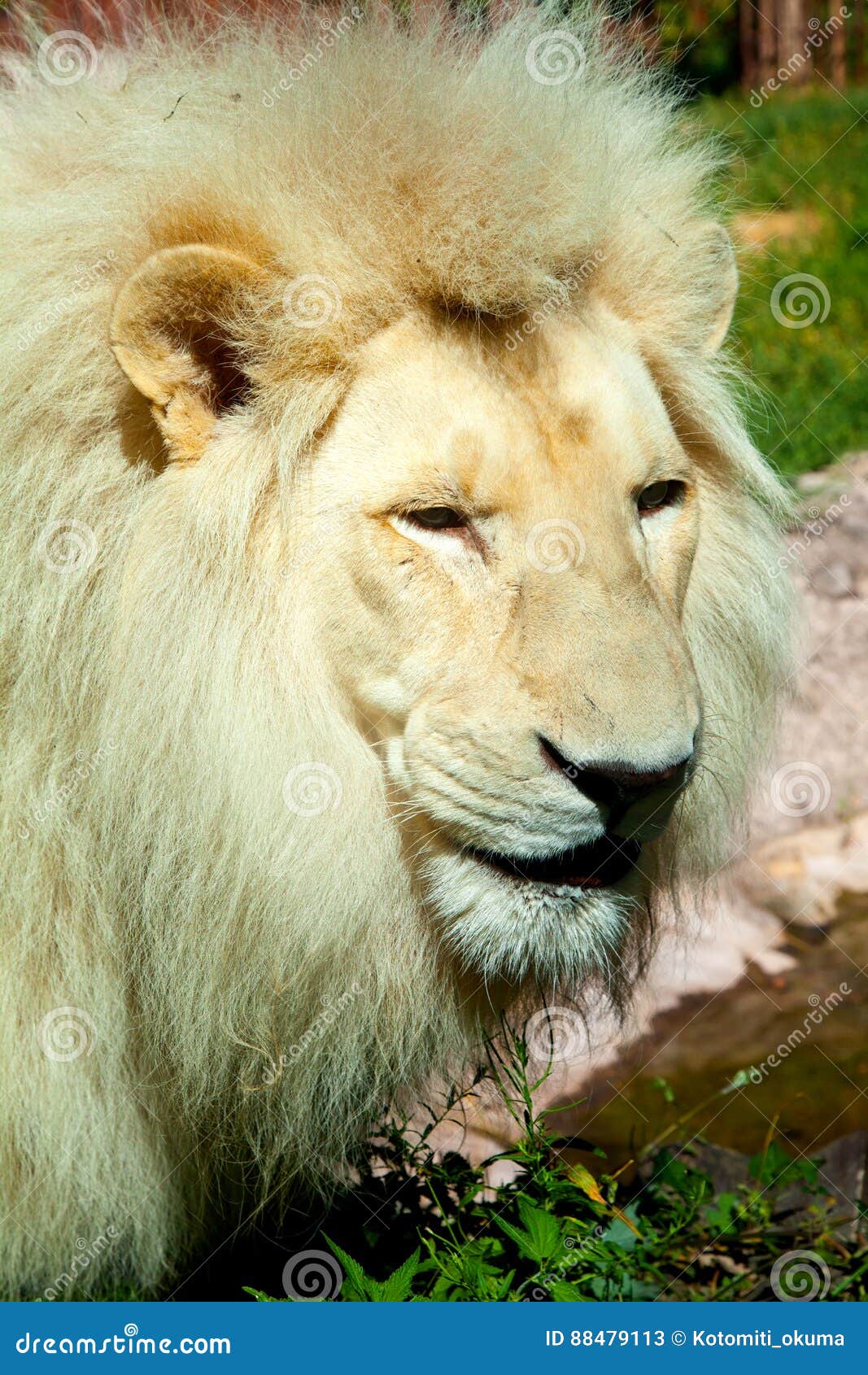 Muzzle Of A Lion Royalty-Free Stock Photography | CartoonDealer.com ...