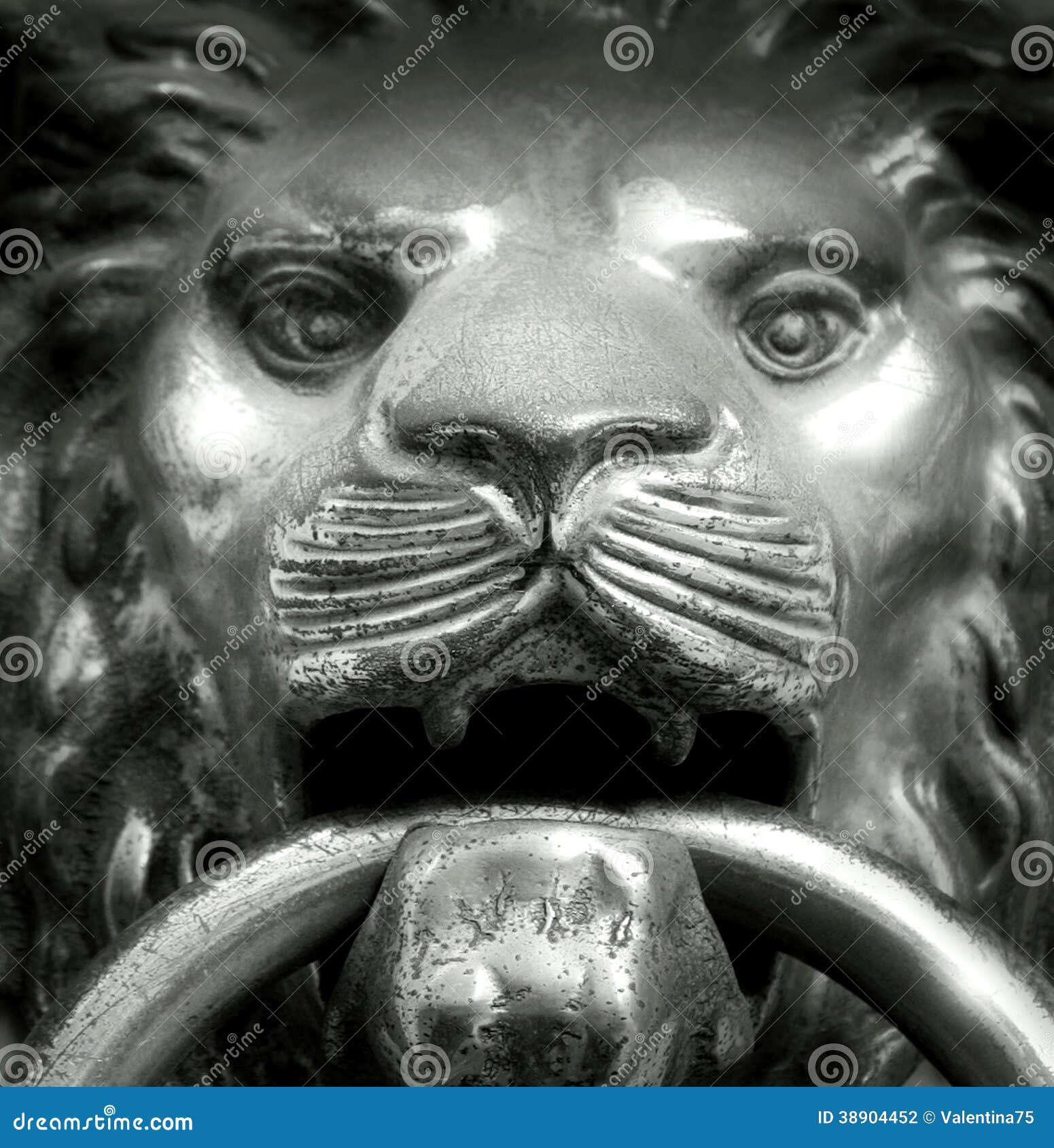 Muzzle lion stock photo. Image of wonder, muzzle, detail - 38904452