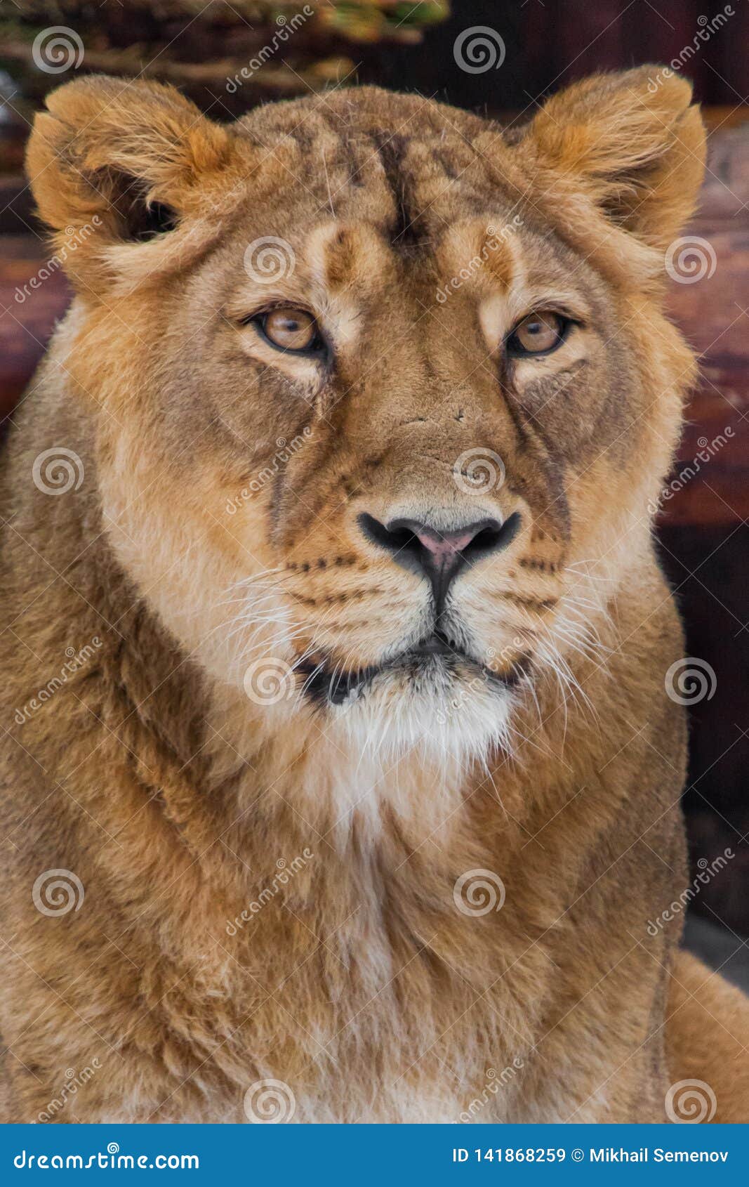Muzzle of a Lioness Close Up, Large Predatory Cat in the Whole Frame ...