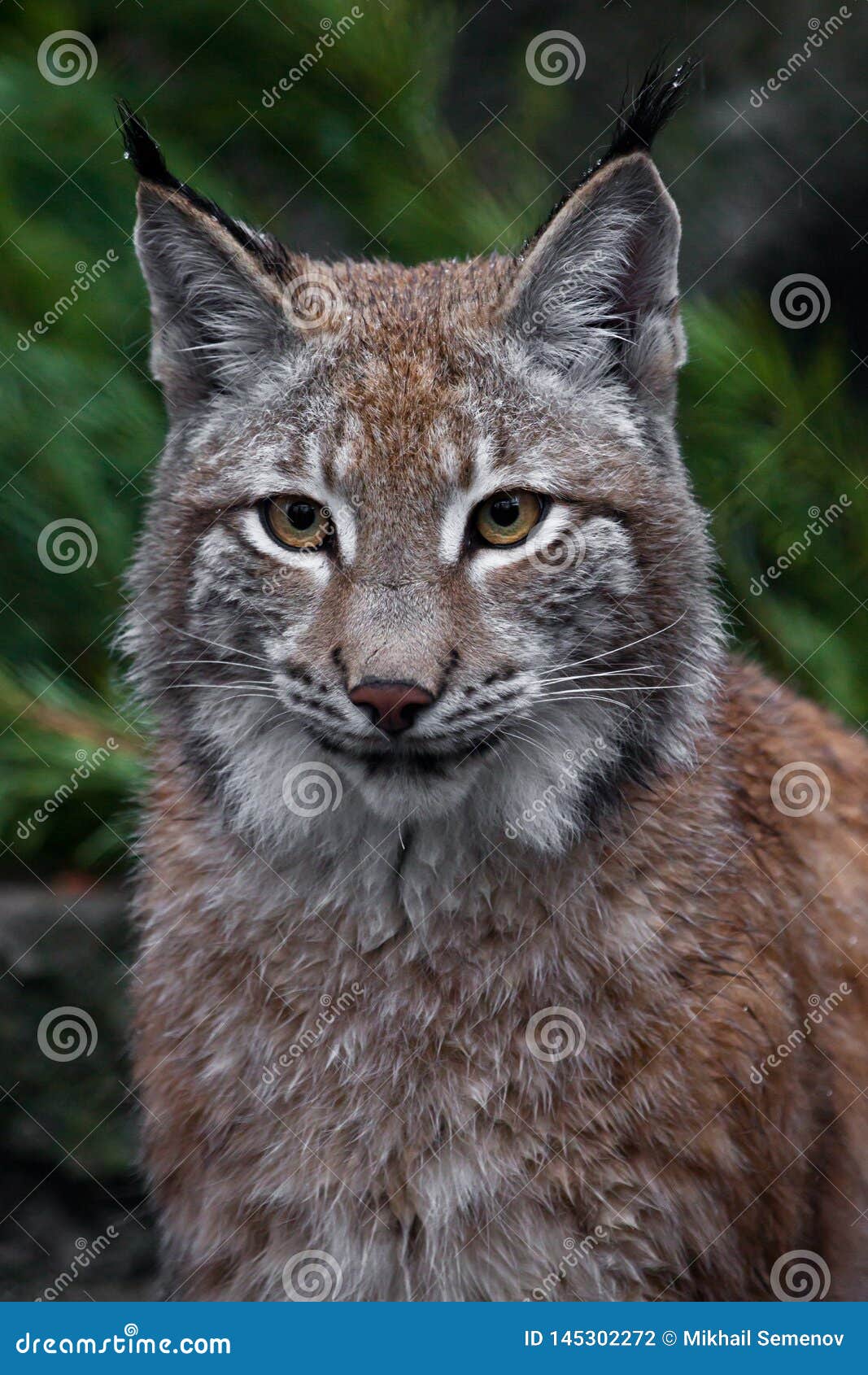 Muzzle Lynx Close Up - Beautiful Eyes. Big Cat-lynx Close-up on a ...
