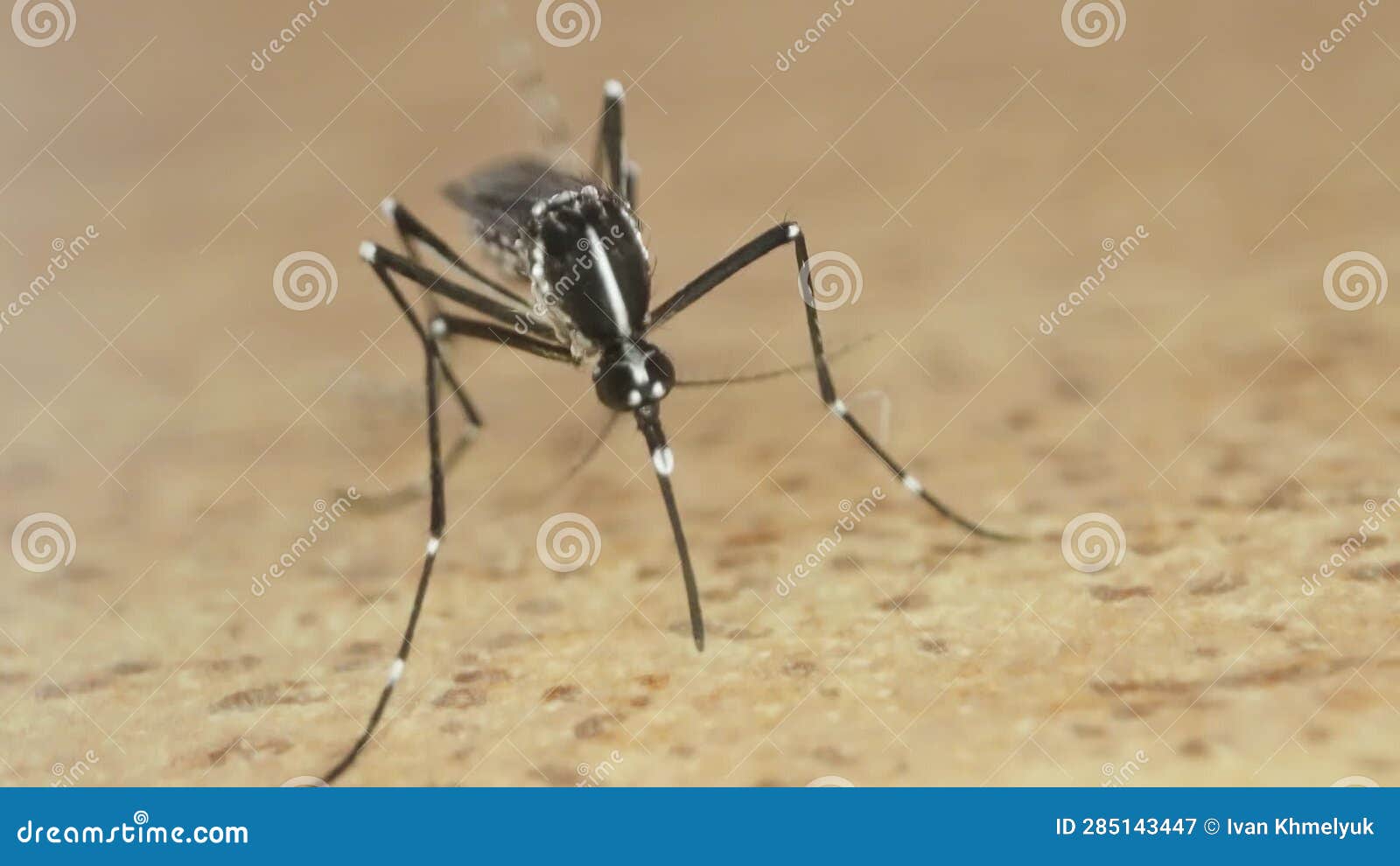 The Needle-straw Called the Lip of the Tiger Mosquito Stock Video ...