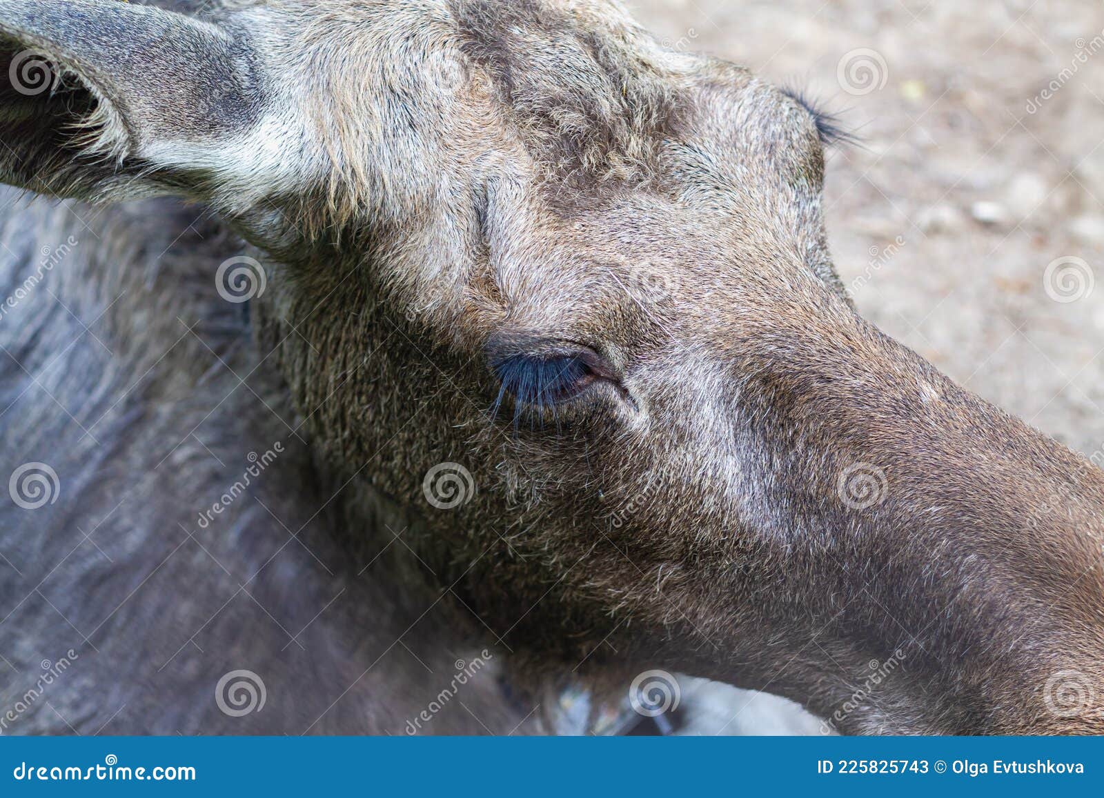Muzzle of a Moose with a Sad Expression of Eyes in Brown Wool Close-up ...