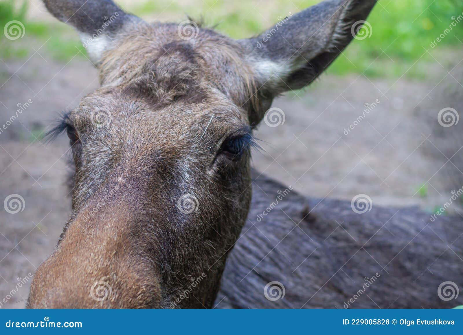 Muzzle of a Moose with a Sad Expression of Eyes in Brown Wool Close-up ...