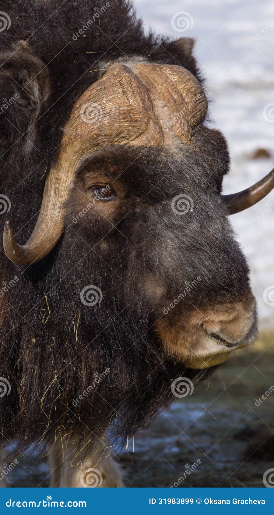 Muzzle of a musk ox stock image. Image of dark, brown - 31983899