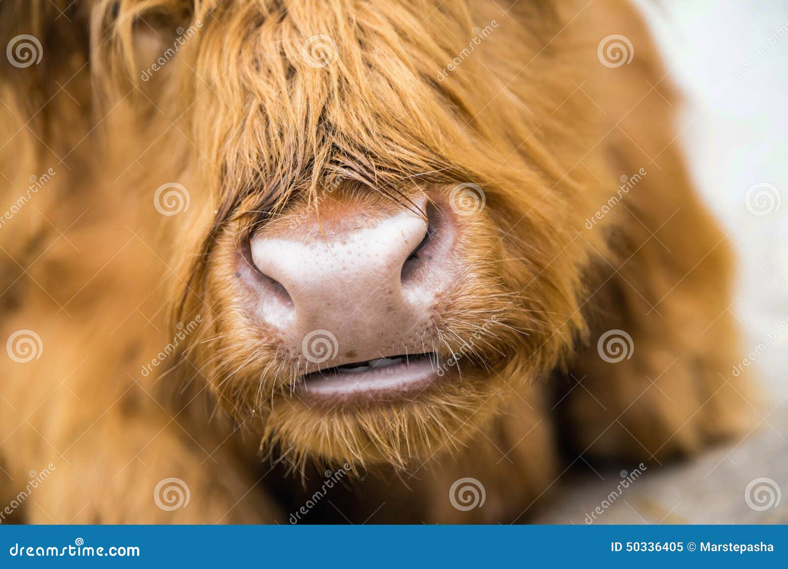 Muzzle musk ox. stock image. Image of bull, graminivorous - 50336405