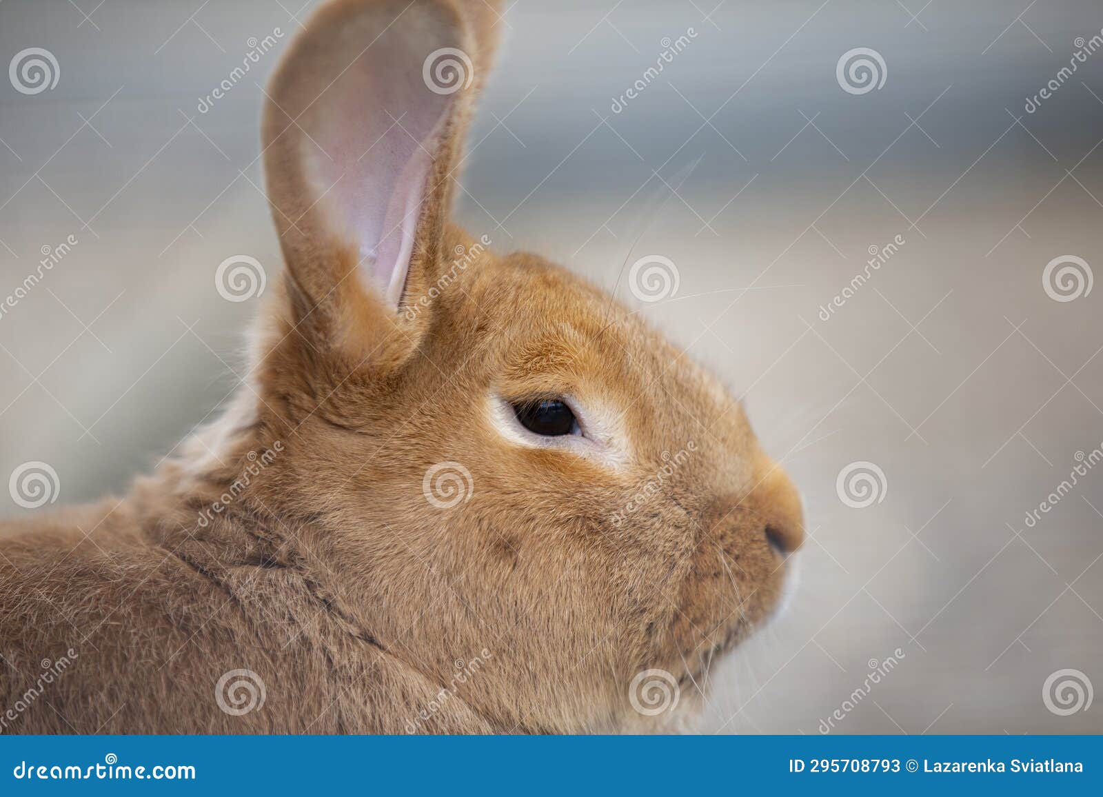 The Muzzle of a New Zealand Red Rabbit Stock Image - Image of beautiful ...