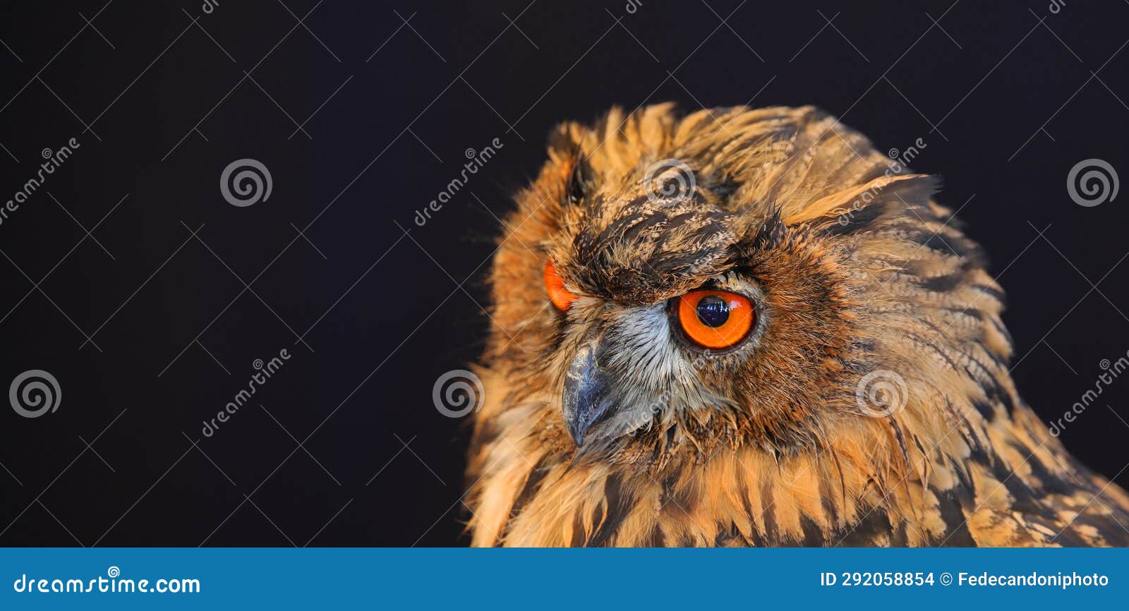 Muzzle of the Nocturnal Bird Eagle Owl Also Called BUBO BUBO on Dark ...