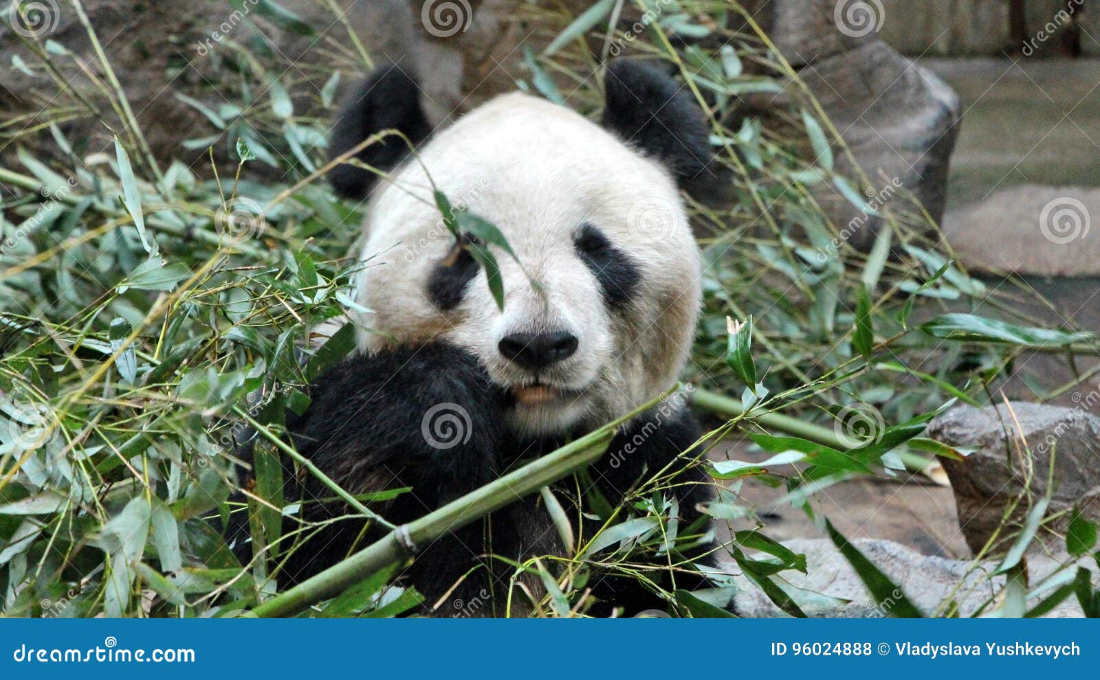 Muzzle of Panda in Leaves. Travel Around the World. Stock Photo - Image ...
