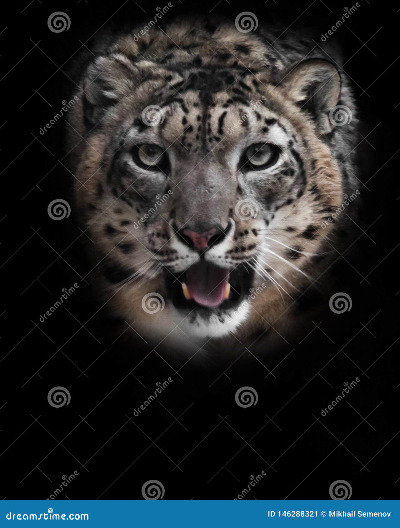 Snow Leopard, a Big Cat Close-up with an Open Maw, Isolated on Black ...