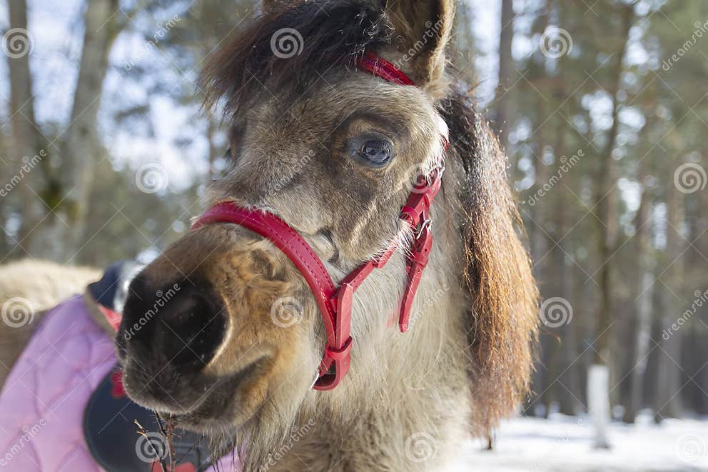 Muzzle of a Pony Horse Close-up Stock Image - Image of mare, closeup ...
