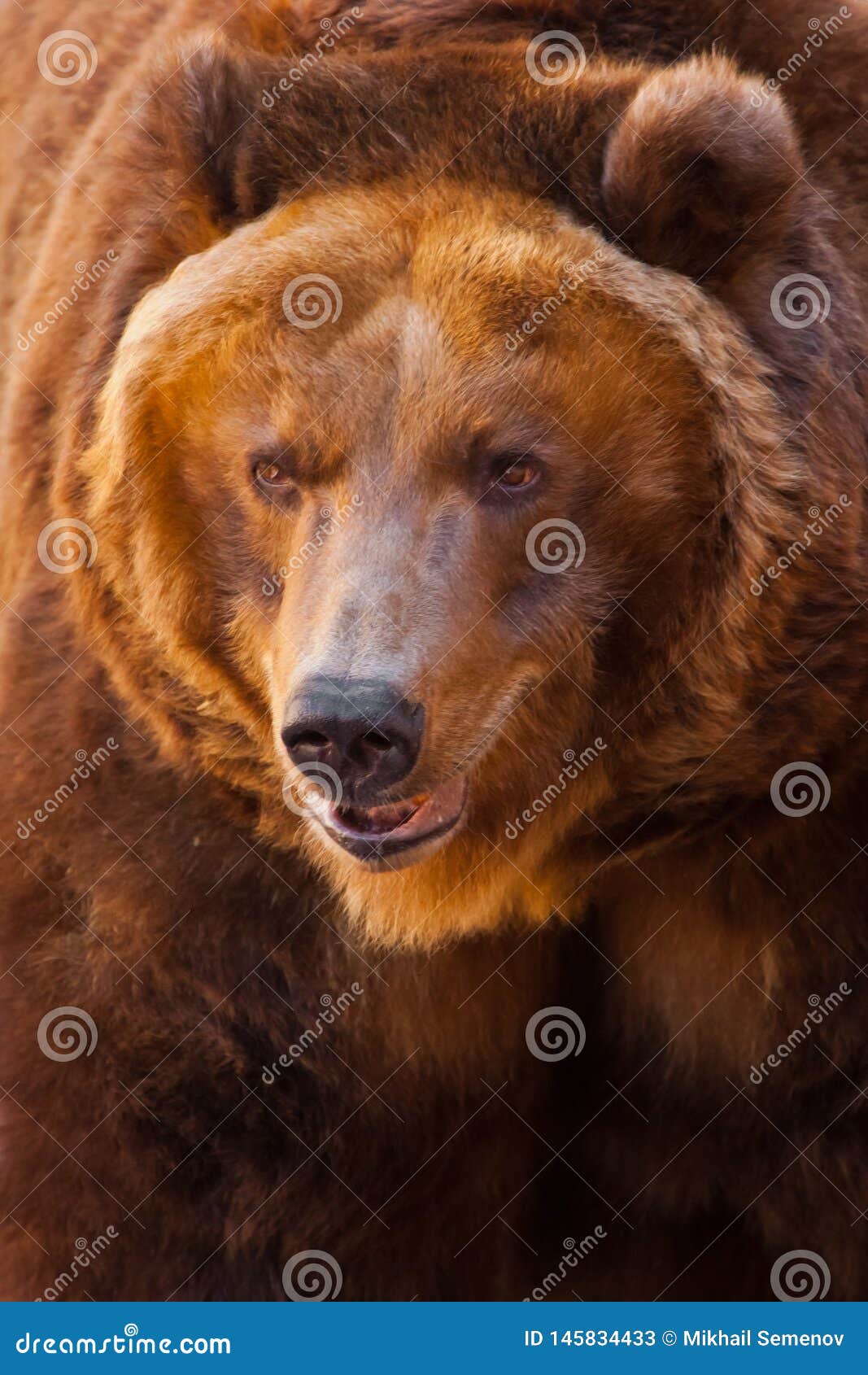Muzzle. a Portrait of a Huge Bear in the Whole Frame, the Beast is Huge ...