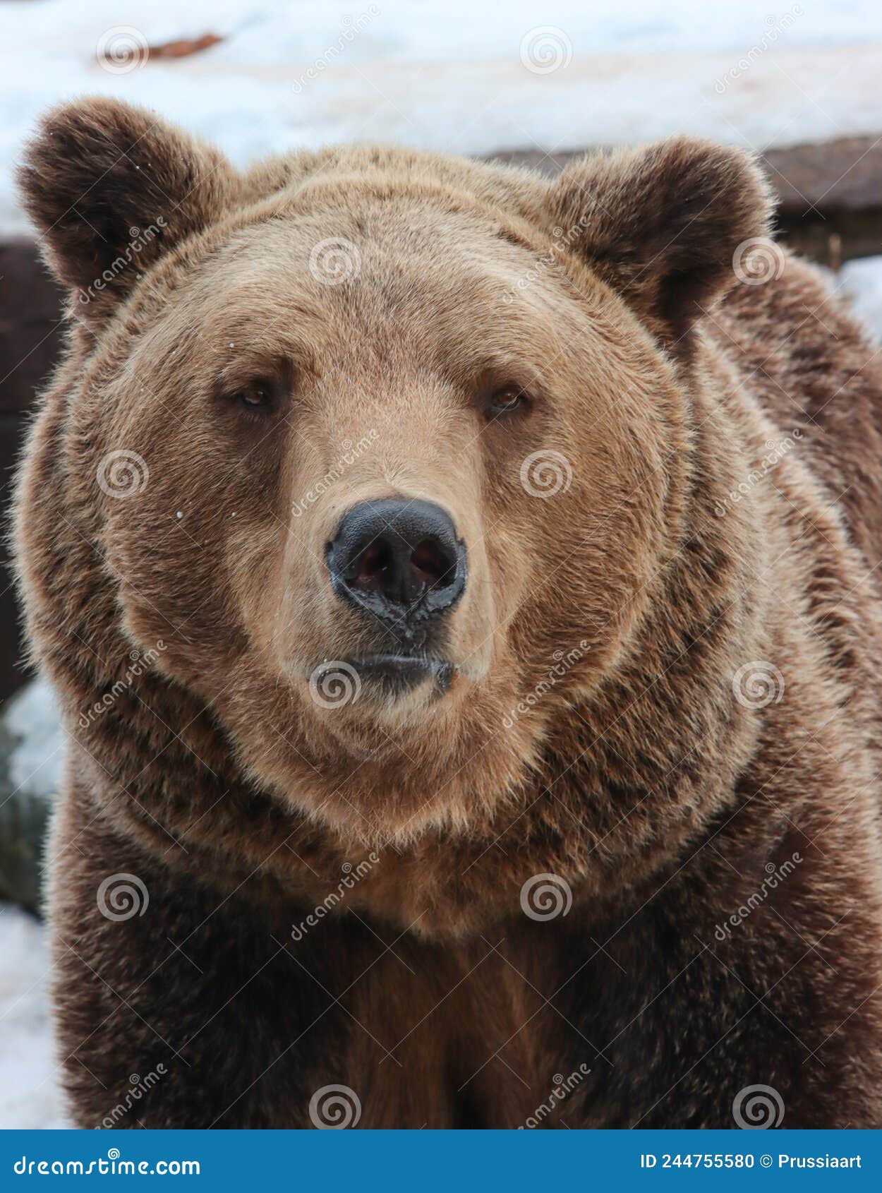 The Muzzle of a Predator, a Brown Bear Stock Photo - Image of brown ...