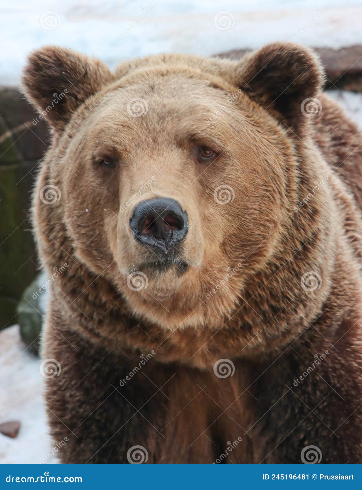 The Muzzle of a Predator, a Brown Bear Stock Image - Image of animal ...