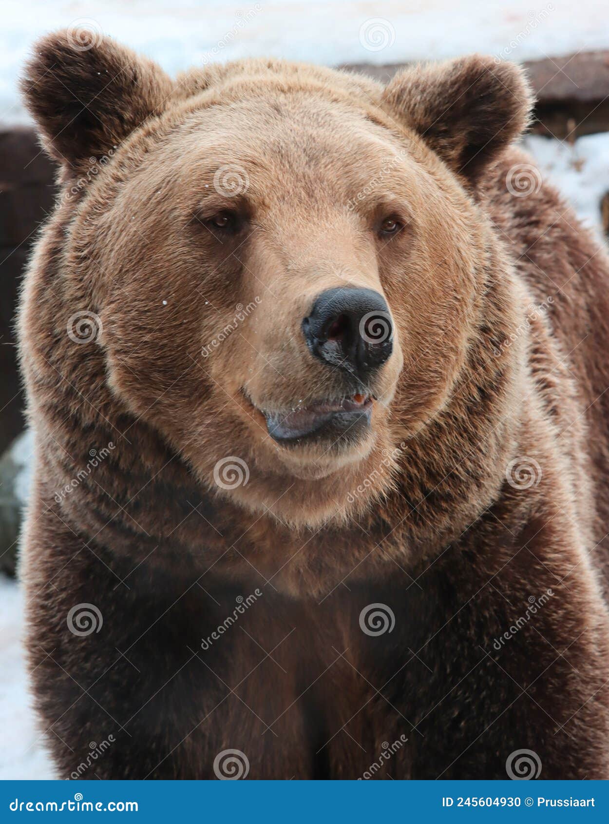 The Muzzle of a Predator, a Brown Bear Stock Photo - Image of brown ...