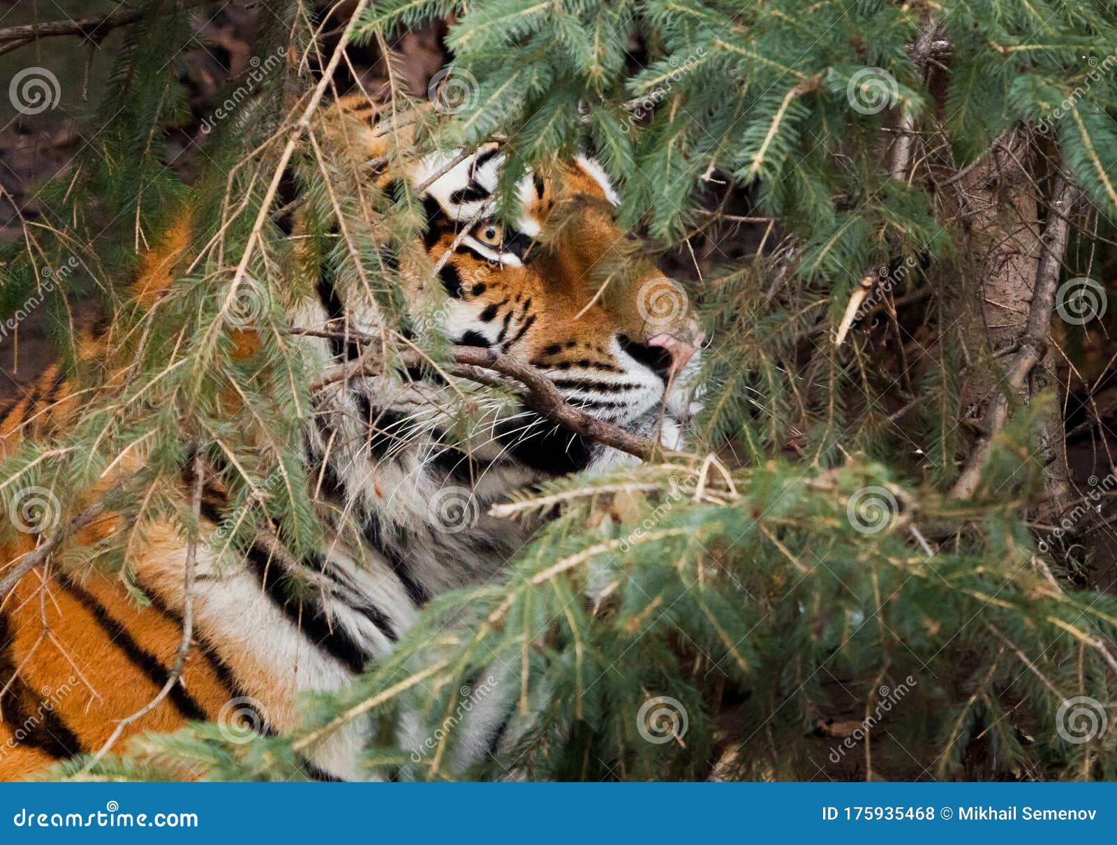 Muzzle in Profile. Amur Tiger , Siberian Tiger - a Powerful and Rare ...