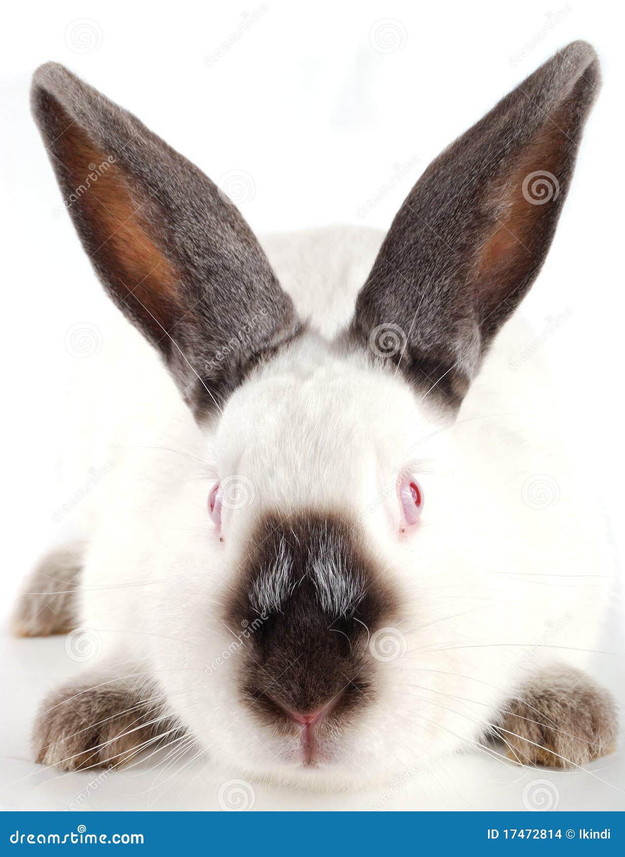 Muzzle of a rabbit stock photo. Image of symbol, rabbit - 17472814