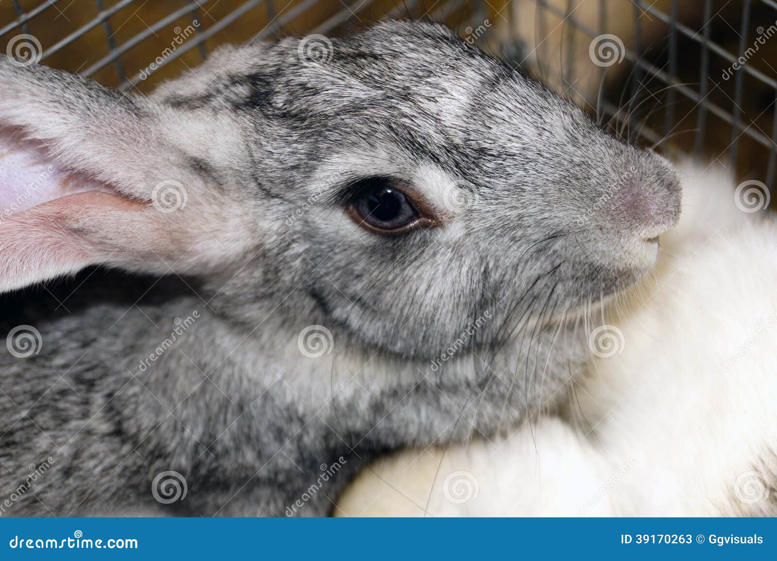 Muzzle of Rabbit stock image. Image of gray, rabbit, livestock - 39170263
