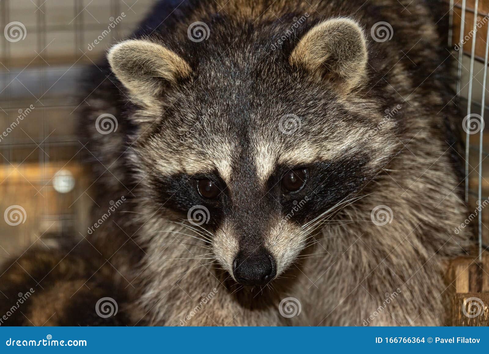 The Muzzle of a Raccoon in a Cage. Stock Photo - Image of lazy, pets ...