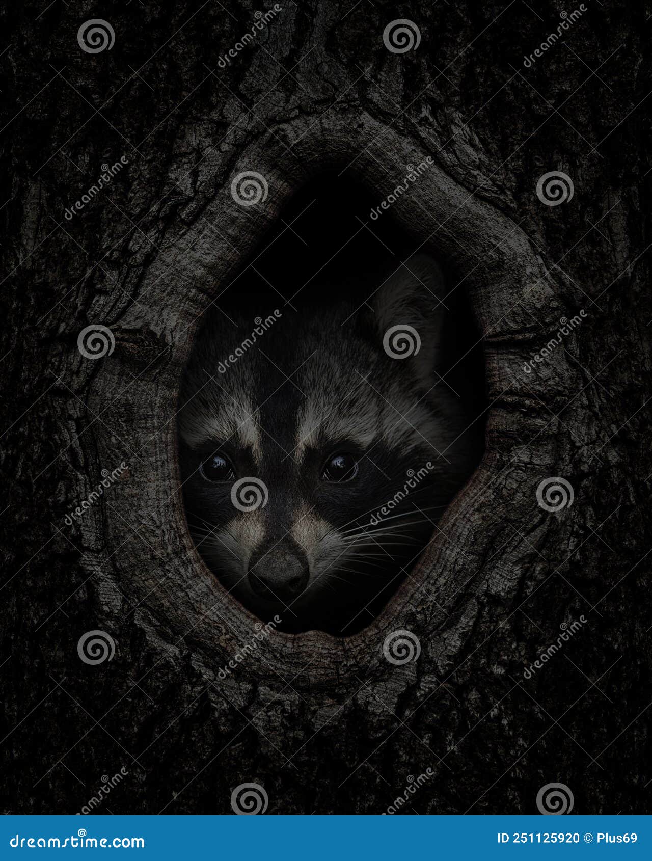 Raccoon Peeking Out From The Coastal Grasses Stock Photography ...
