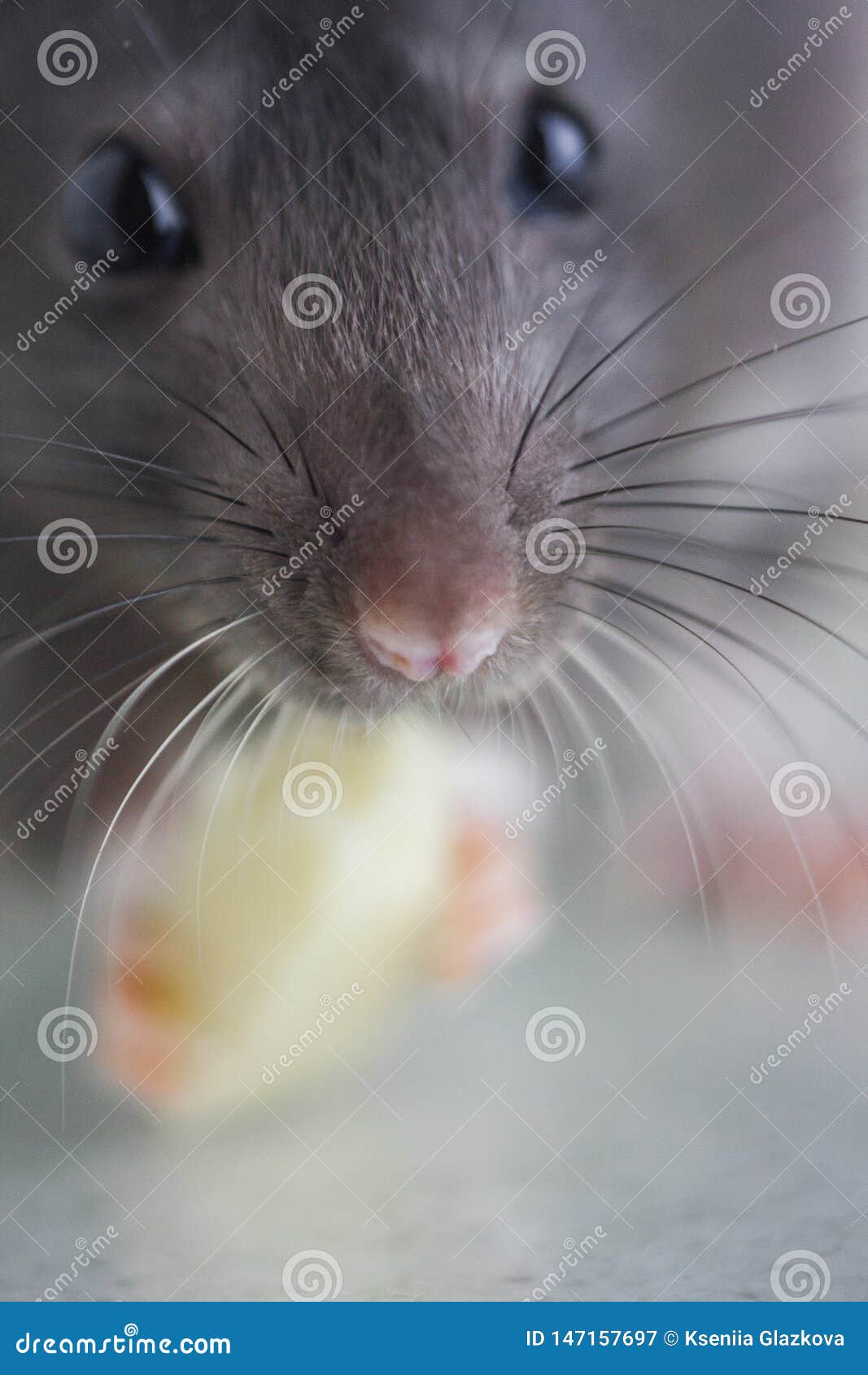 Muzzle Rat Close-up. the Nose of a Gray Mouse Stock Image - Image of ...