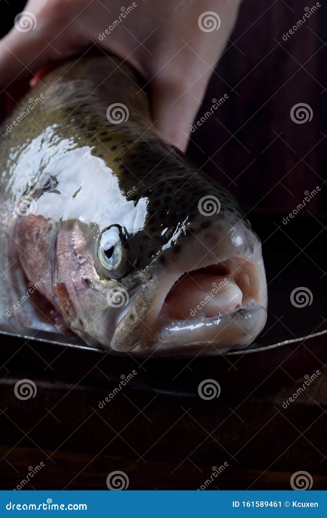 Muzzle of Raw Lacustrine Trout Stock Image - Image of black, freshwater ...