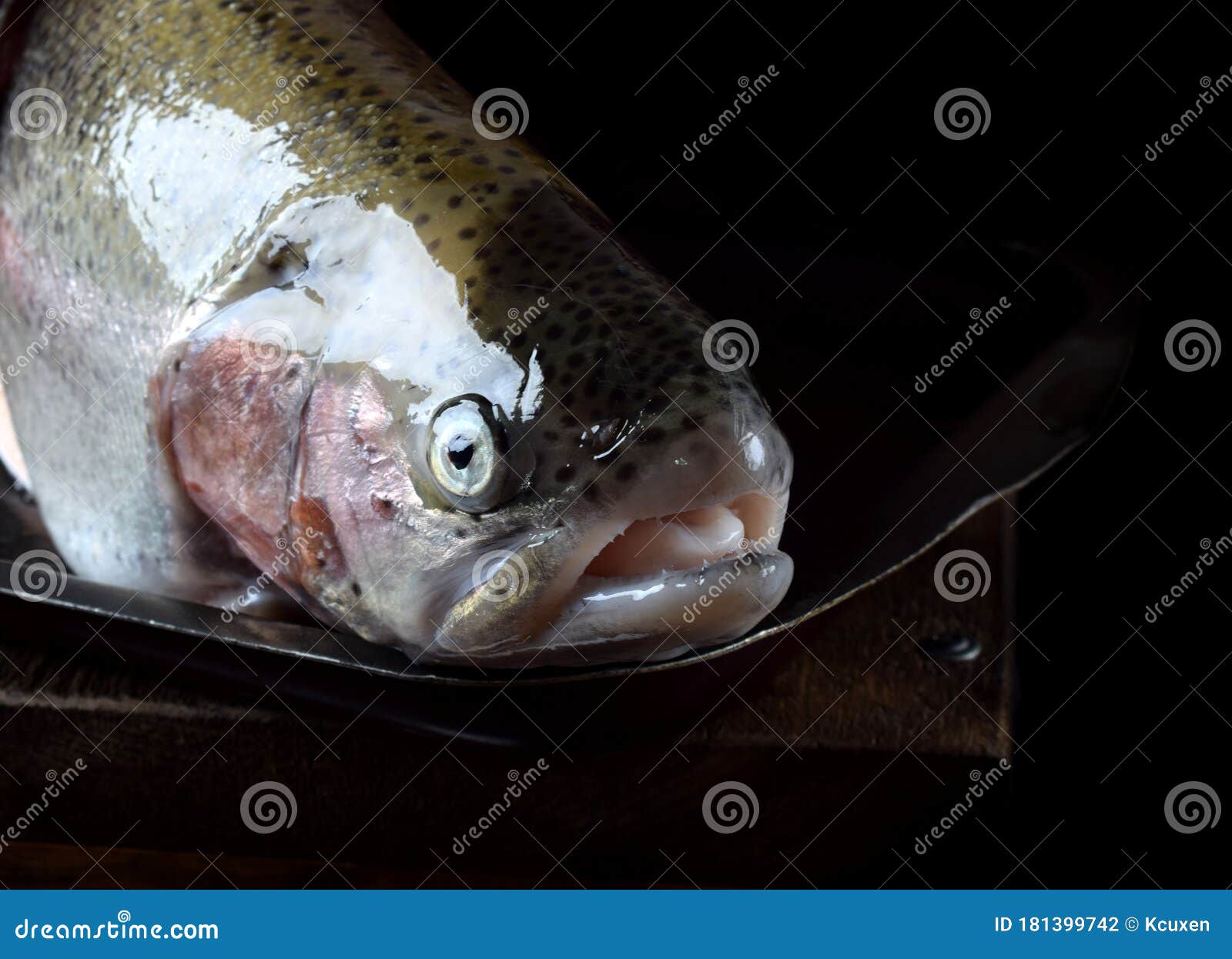 Muzzle of Raw Lacustrine Trout Stock Photo - Image of food, preparation ...