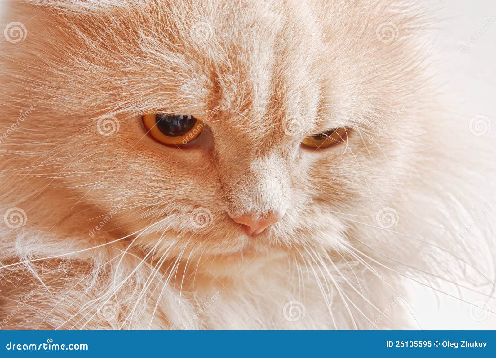 Muzzle of red angry cat stock image. Image of fluffy - 26105595