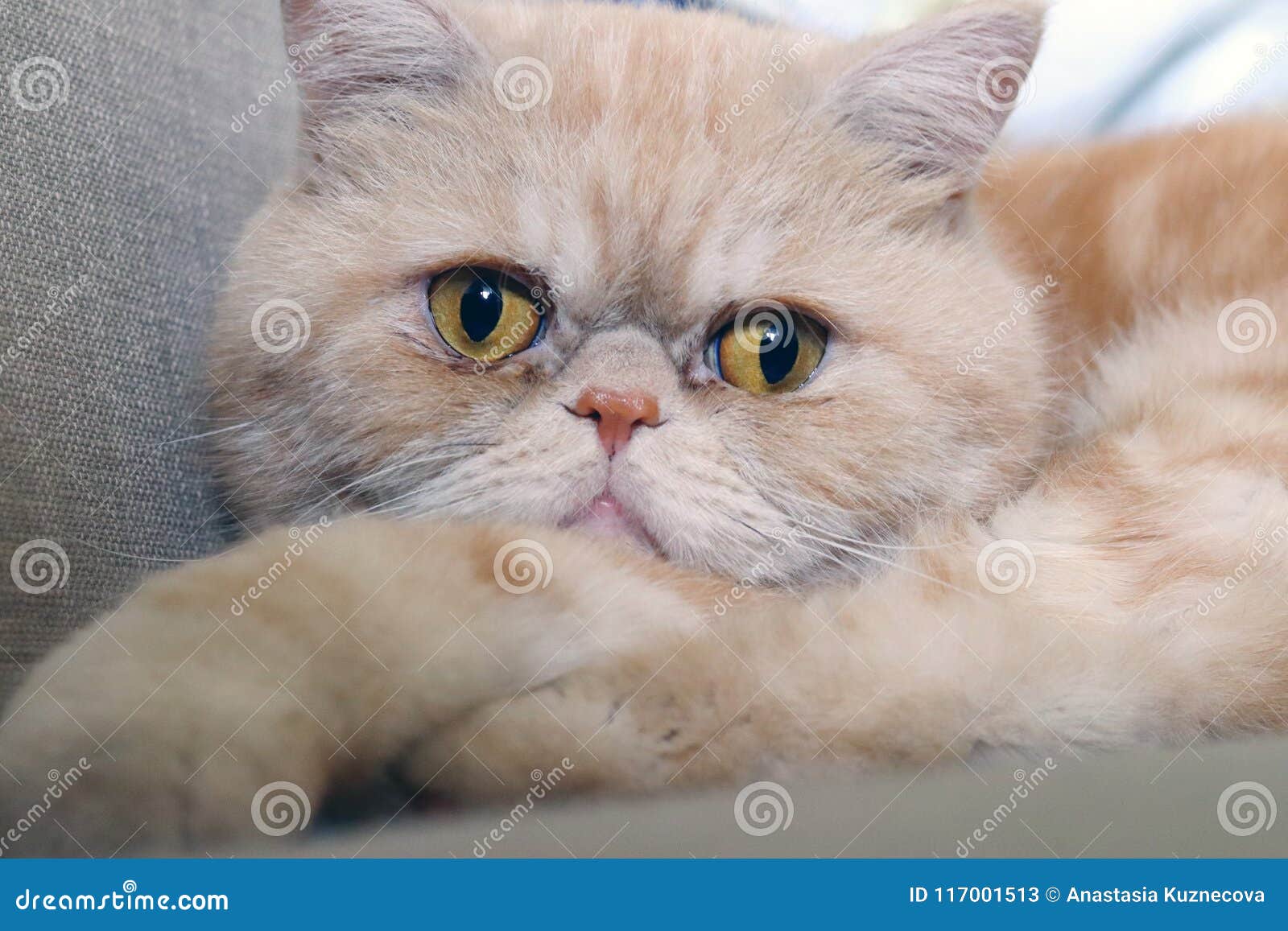 Cat exotic breed stock image. Image of furry, breed - 117001513