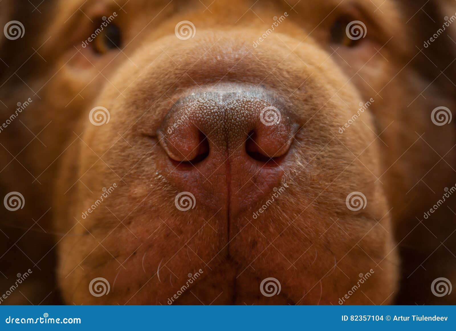 4,141 Amazing Nose Stock Photos - Free & Royalty-Free Stock Photos from ...