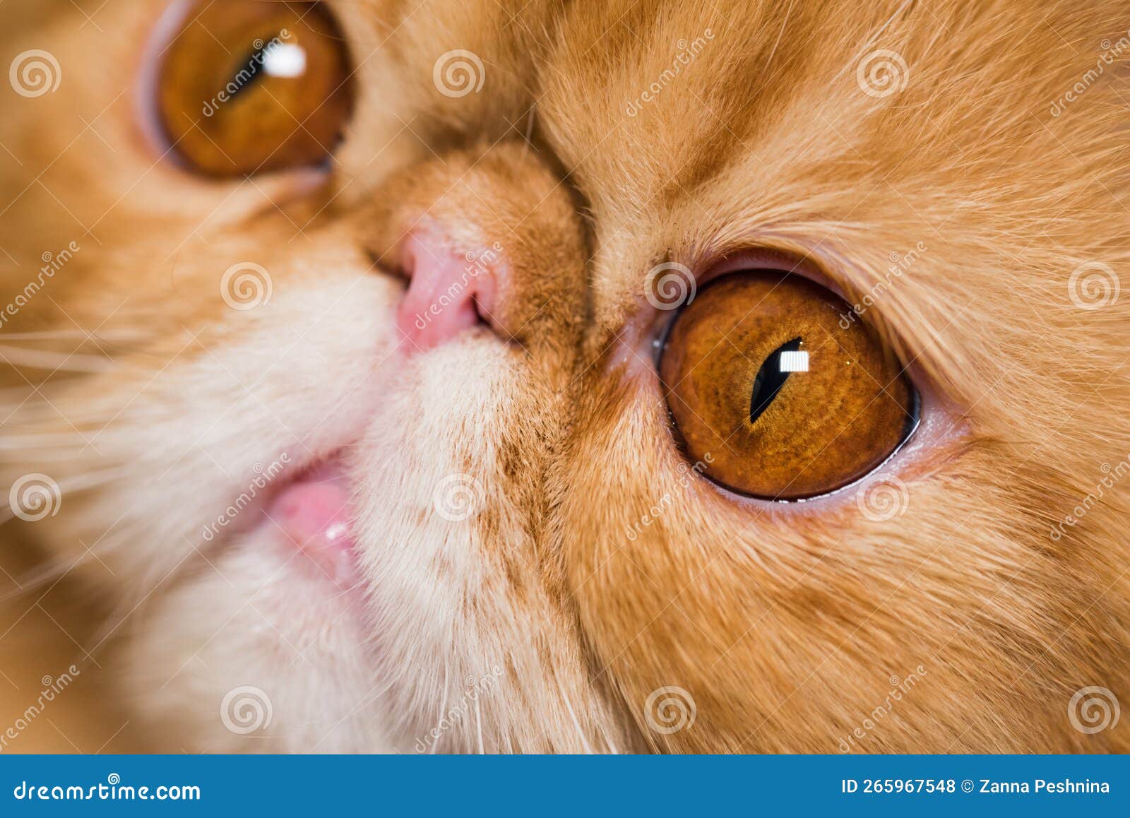 Muzzle of a Red Fluffy Charming Persian Breed Cat Close-up Stock Photo ...