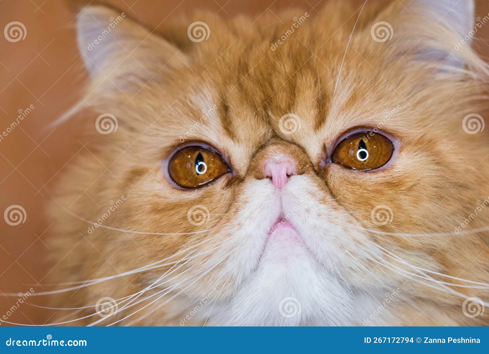 Muzzle of a Red Fluffy Charming Persian Breed Cat Close-up Stock Photo ...