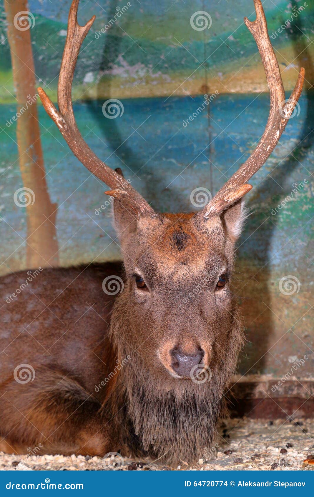 Muzzle of a Sad Brown Deer in Zoo Cage Stock Photo - Image of young ...