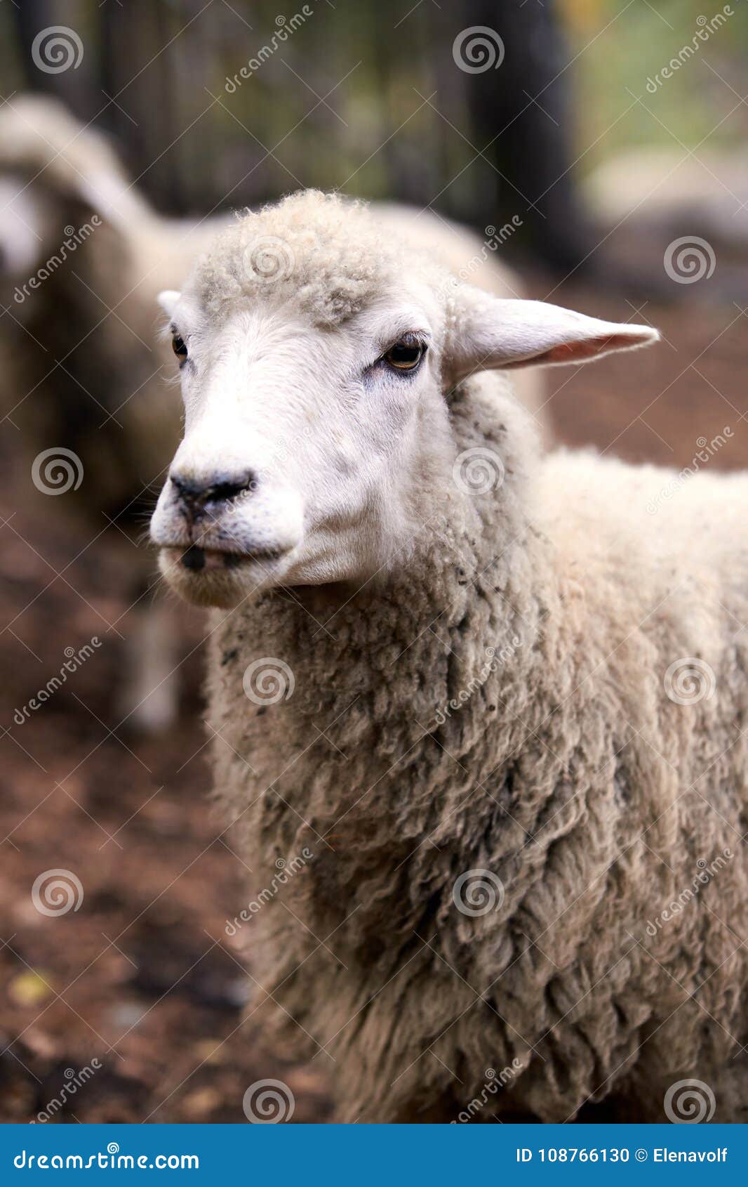 Sad Muzzle Sheep Livestock. Group Wool Agriculture Meadow Animal ...