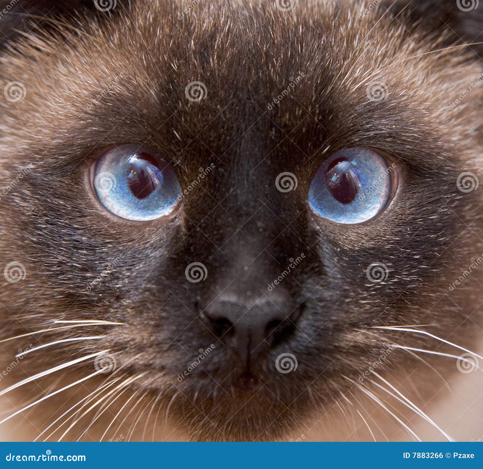 Muzzle of the Siamese cat stock photo. Image of fluffy - 7883266